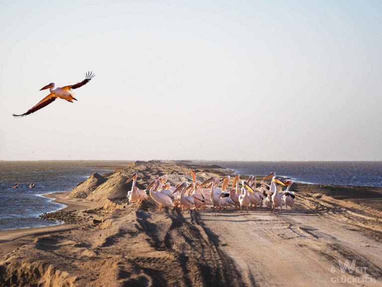 Ausflüge von Walvis Bay: Flamingos und Salinen • weitglücklich