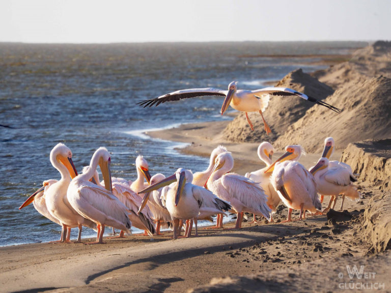 Ausflüge von Walvis Bay: Flamingos und Salinen • weitglücklich